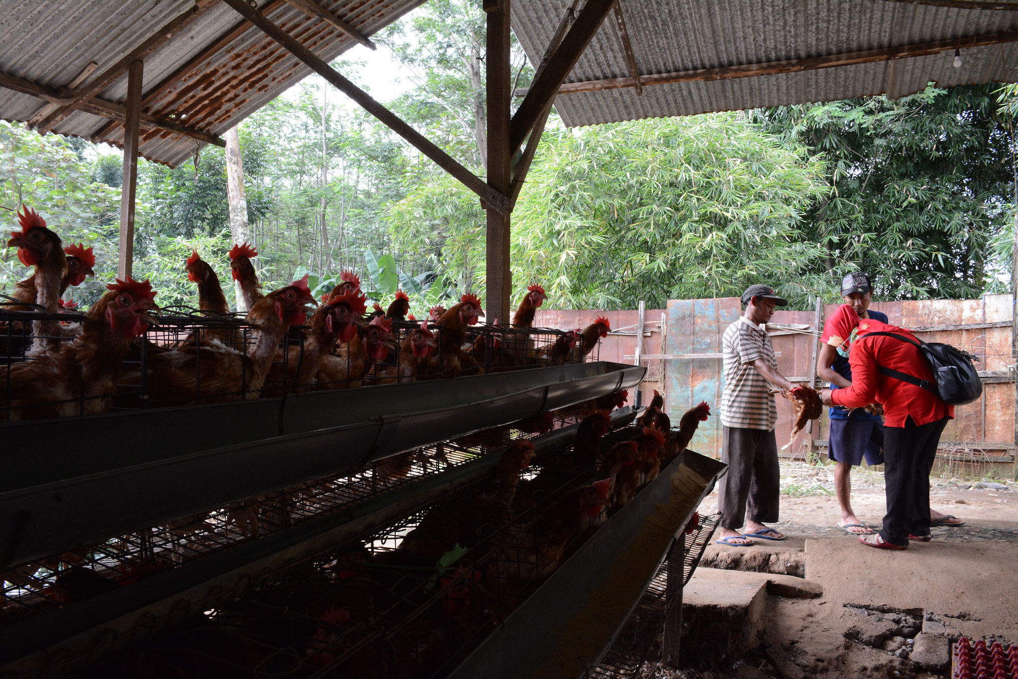 FAO Desak Tindakan Segera Tanggapi Varian Baru Virus Avian Influenza ...