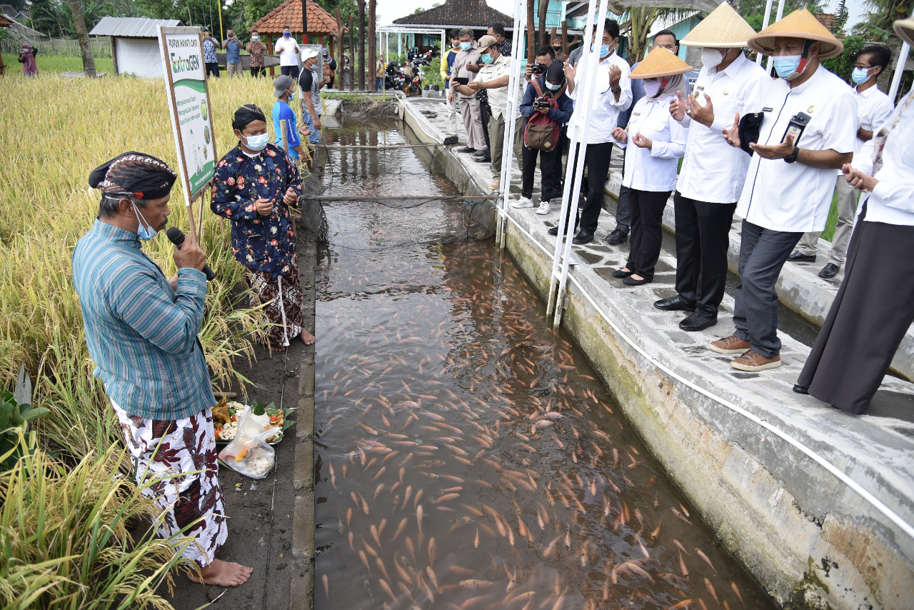 Panen Ikan Budidaya Sistem Bioflok di Kampung Mina Padi Samberembe ...
