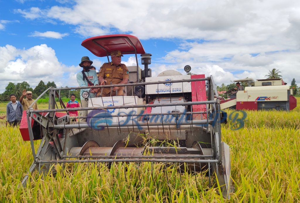 PJ Gubernur Papua Barat Harap Monokwari Jadi Lumbung Padi Pertama di ...