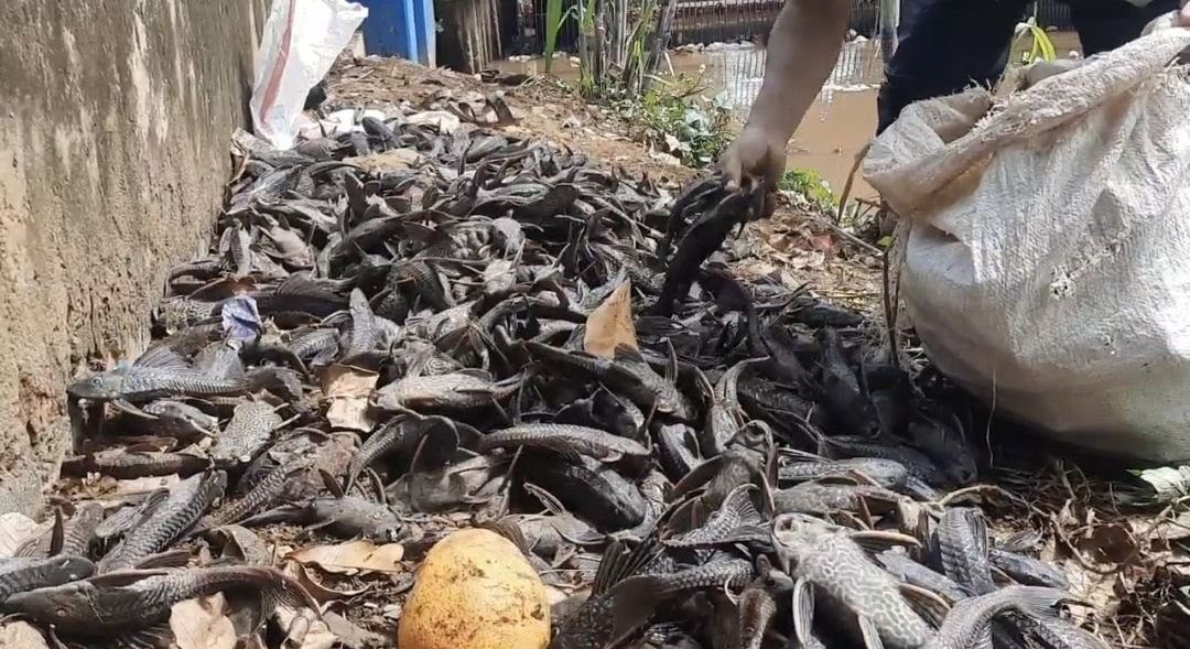DLH Libatkan IPB Selidiki Kematian Ikan Sapu Sapu di Kali Baru ...